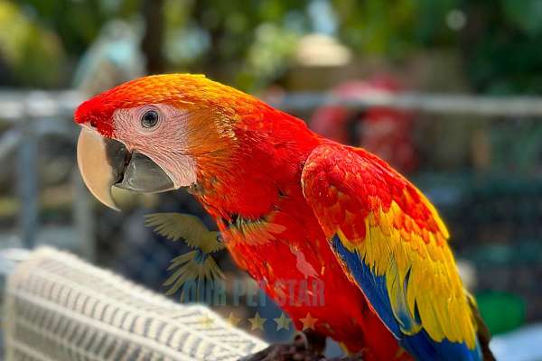 baby scarlet macaw high yellow