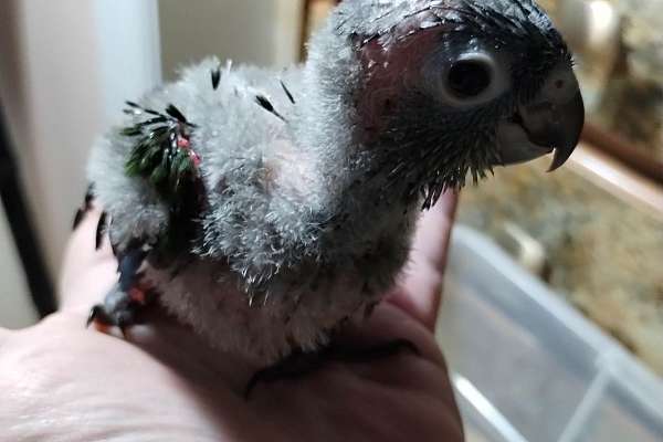 Baby Opaline Black Capped Conures