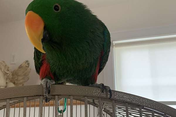 Eclectus