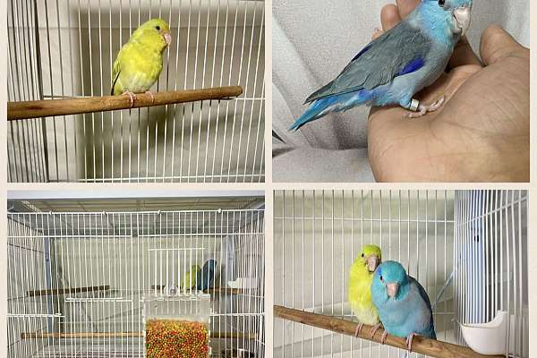 Parrotlet bonded pair