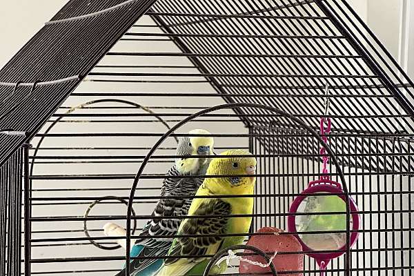 2 Parakeets for Adoption/Rehoming in Richmond, Virginia
