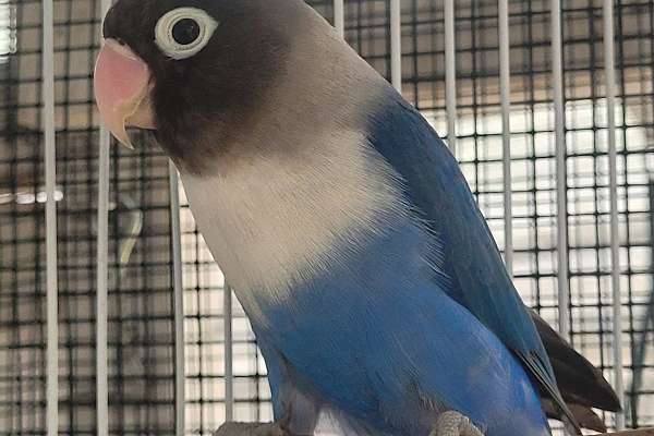 Male Personata Lovebird