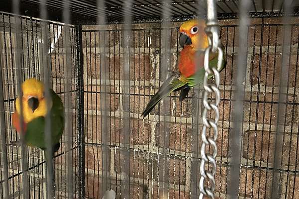 jenny conure breeding pair