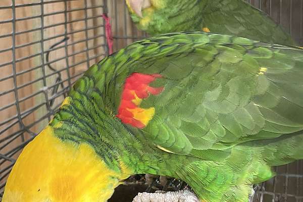Double Yellowhead Amazons Proven Pair with breeder cage.