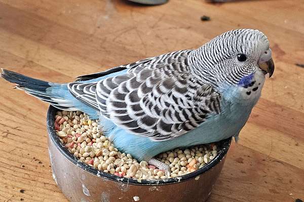 Parakeet bird and Bird cages for sale