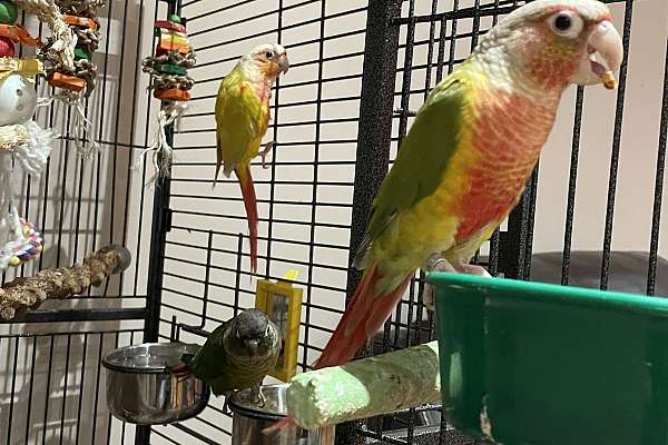 3 conures 2 females 1 male