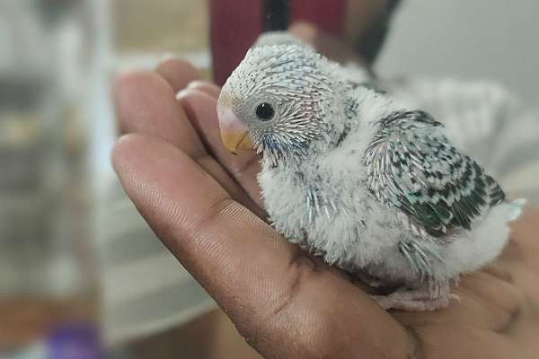 Parakeet