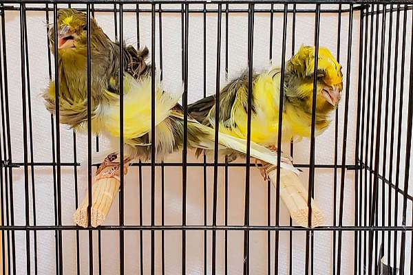 Parisian Frill 2022 Proven Canary Pair Shipping included!