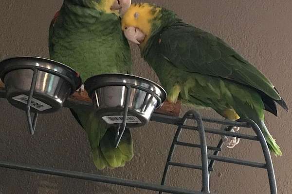 Male and female double yellow headed amazon