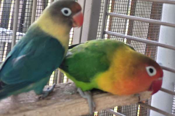 Fischer lovebirds Bonded Pair
