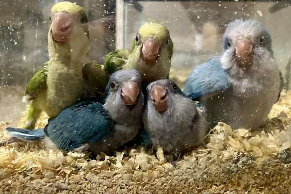 Baby Quakers Available for reservation