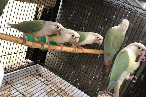 Cinnamon Green Cheek Conure