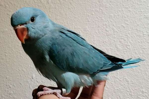 Baby Blue Male Indian ringneck