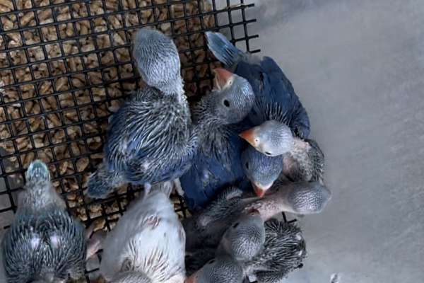 Still Handfeeding Indian Ringnecks, From..