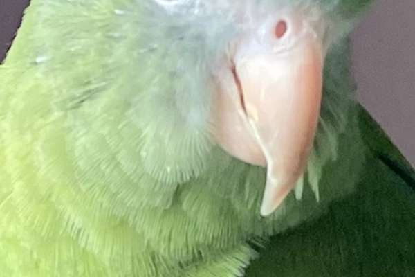 SOLD Canary winged parakeet/ bee bee parrot for sale