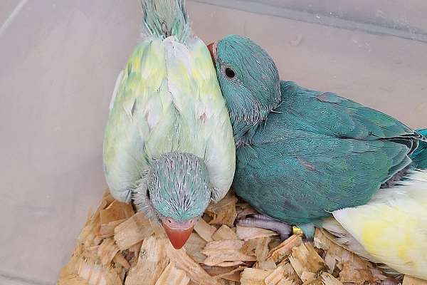 Indian ringneck babies