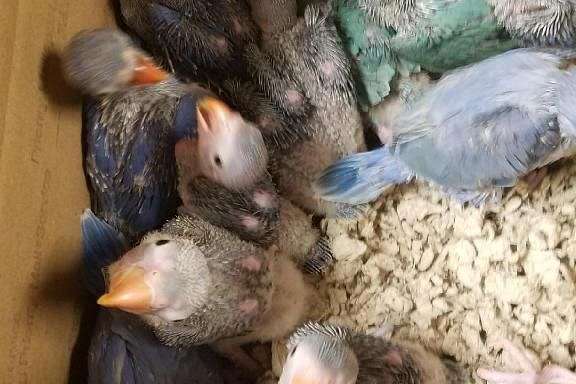 Baby Indian RIngnecks