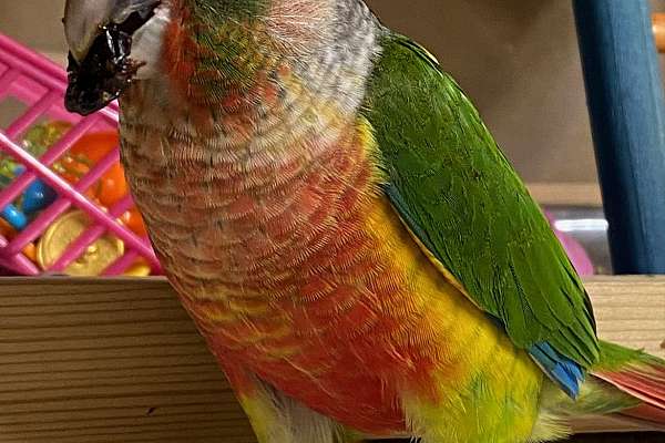 high red yellow side green cheek conure