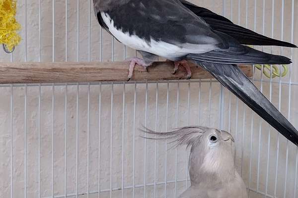Proven Cockatiel pair - we ship