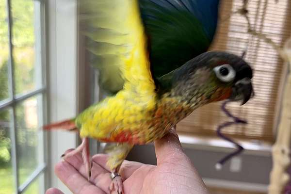 Yellowsided Green Cheek Conure Babies Weaned and Ready!