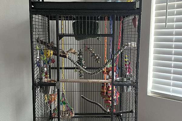 Korra, Quaker Parrot and Cage