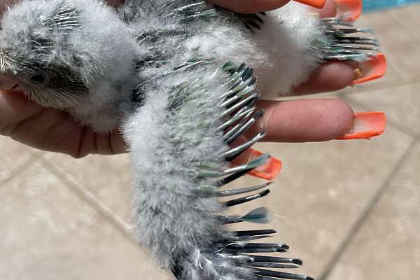 Turquoise Quaker Baby