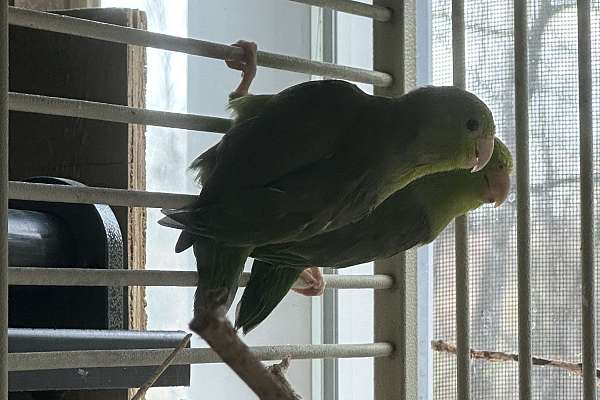 2 Young adult Parrolet Hens