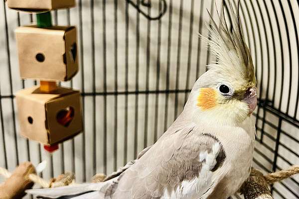 Female Bird For Sale