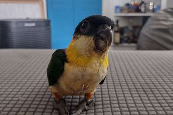Baby Black Headed Caique