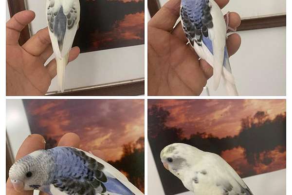 Parakeet babies handfed tame and weaned