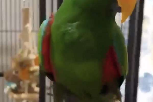 Tame talking eclectus parrot with cage and supplies