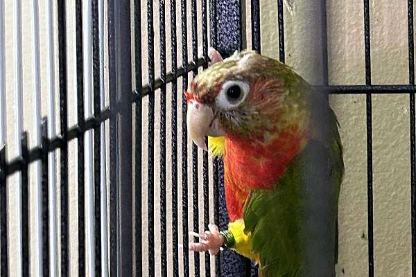 Young male high red pineapple green cheek conure - pending pick up