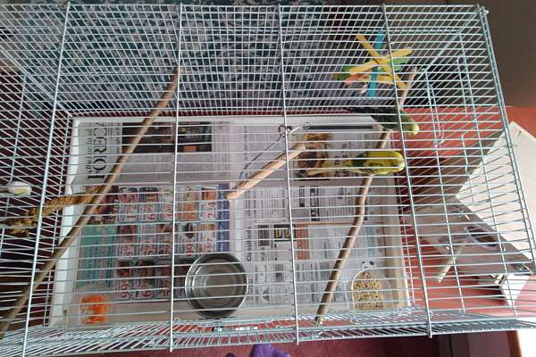 Parakeet Breeding Pair and Cage