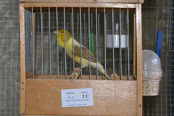 Canary Spanish timbrado