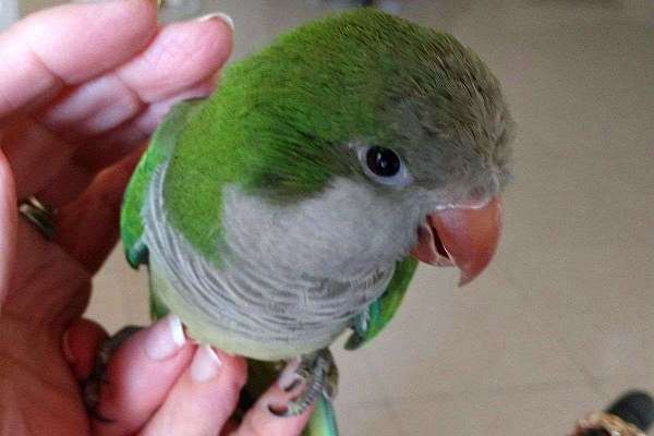 Hand Fed Quaker Baby