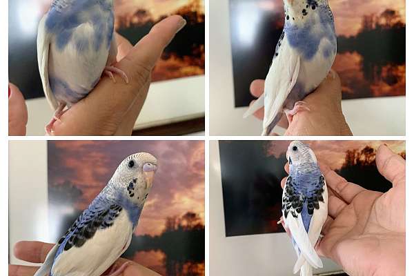 Parakeet babies handfed tame and weaned
