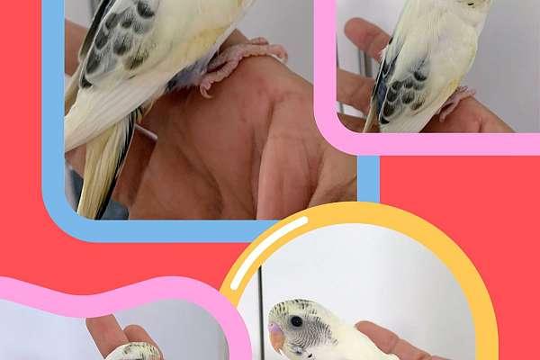 Parakeet babies handfed tame and weaned