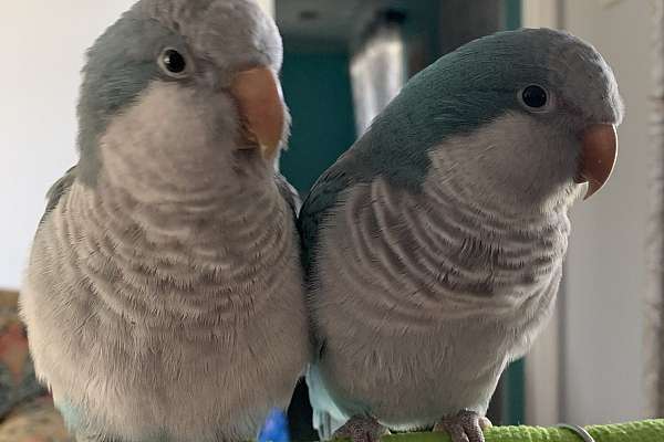 Male and Female Blue Quaker Parrot