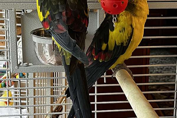 Regent parrot pair