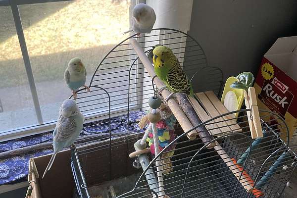 Bird for sell