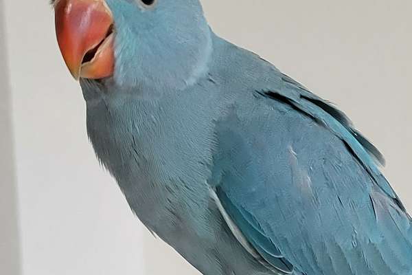 Baby Ringnecks - Violet or blue