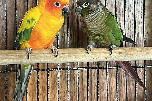 Bonded Pair of Conures Looking for New Home