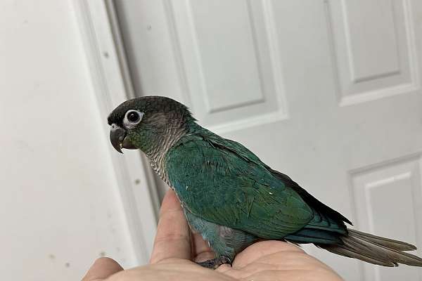 Beautiful baby turquoise green cheek conure
