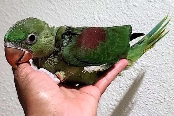 Alexandrine parrot babies