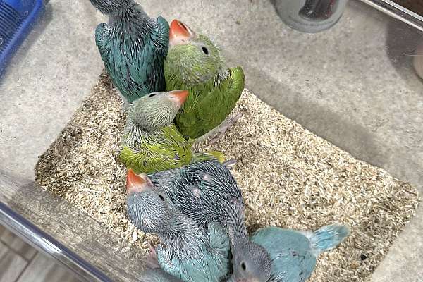 Indian Ringneck Babies