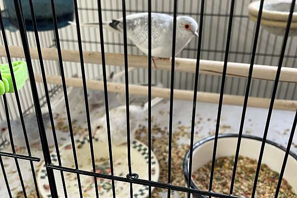 Diamond Doves SIlver White Tailed