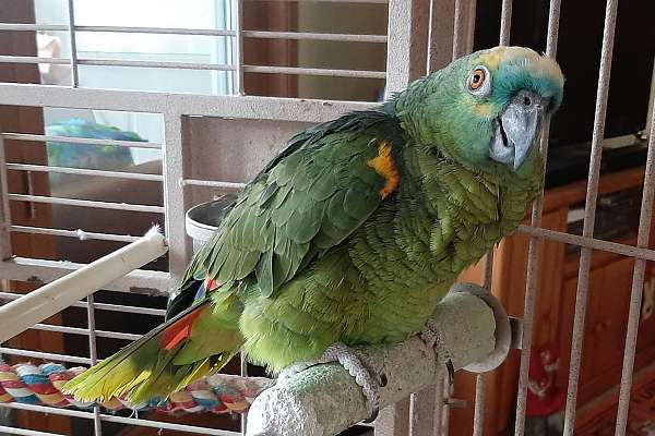 Blue front amazon SOLD