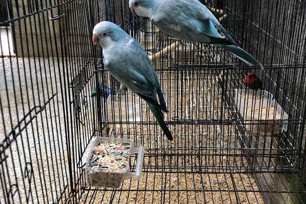 Blue Quakers - Lovely Pair Of Birds