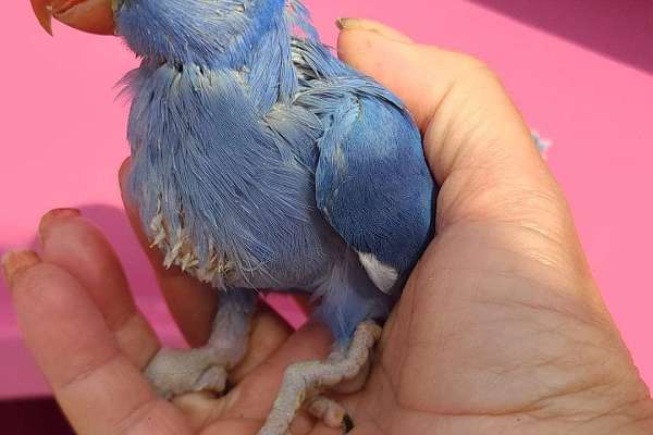 Indian Ringneck Parrot Babies - many colors