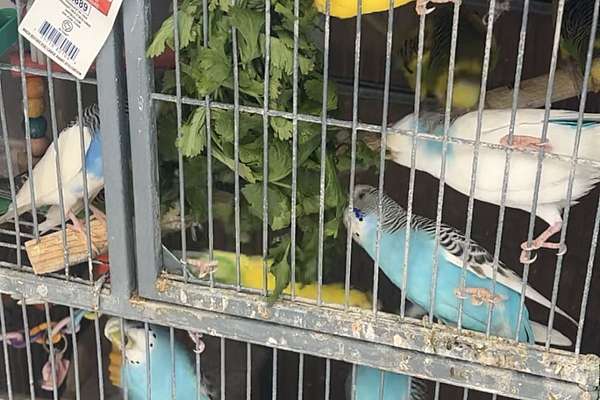 parakeet birds